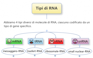 Tipi di RNA e le loro funzioni. Abbiamo 4 tipi: mRNA, tRNA, rRNA snRNA